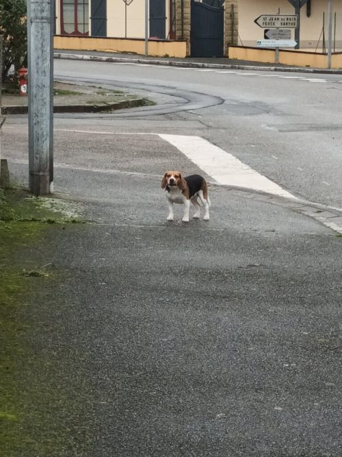 Chien errant rue des Courtils - La Suze sur Sarthe
